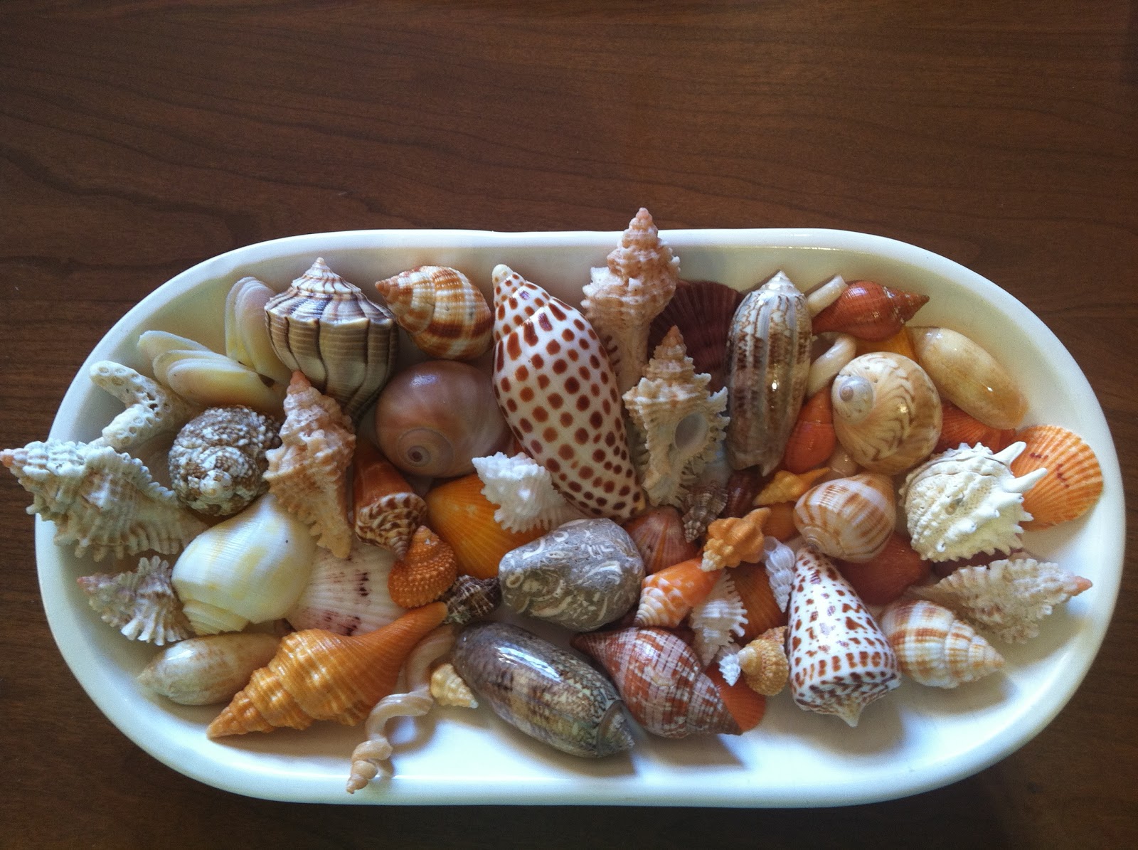 Four Sea Stars: shells, shells, shells...