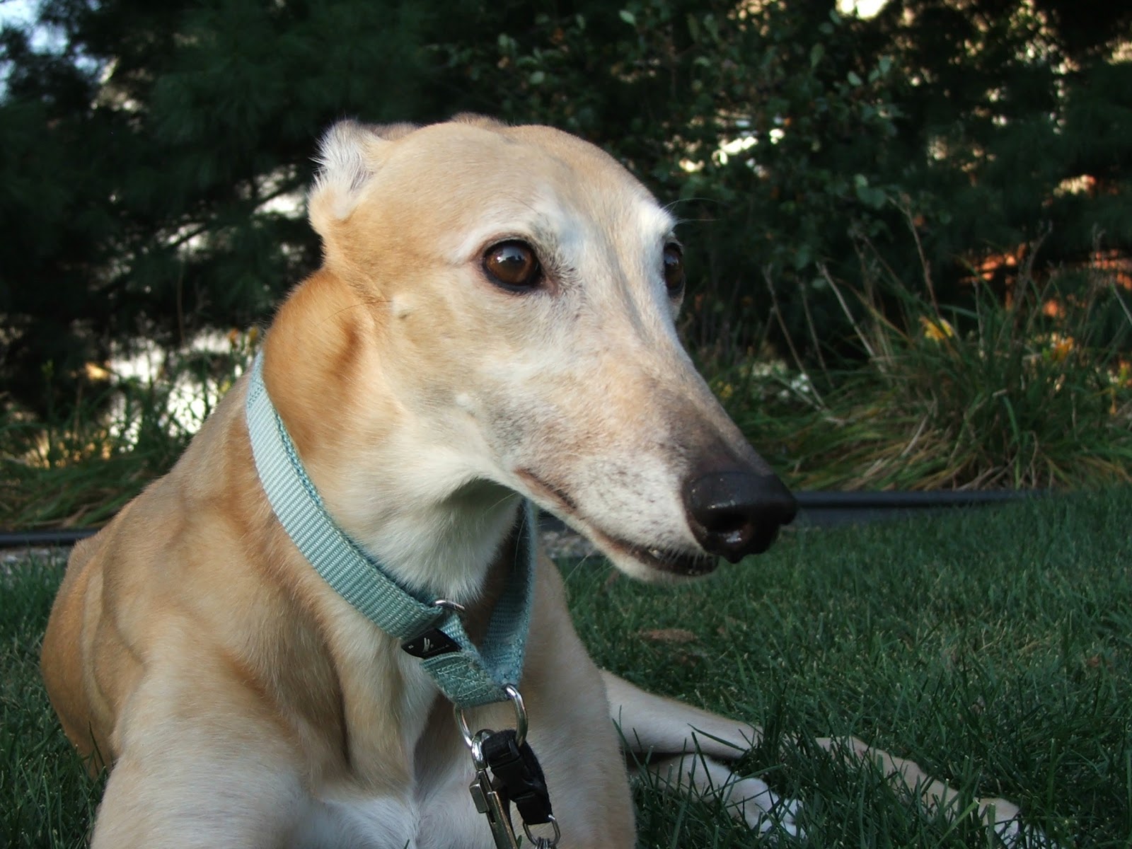 Northern Lights Greyhound Adoption Dog Blog: NLGA Photo Roundup ...