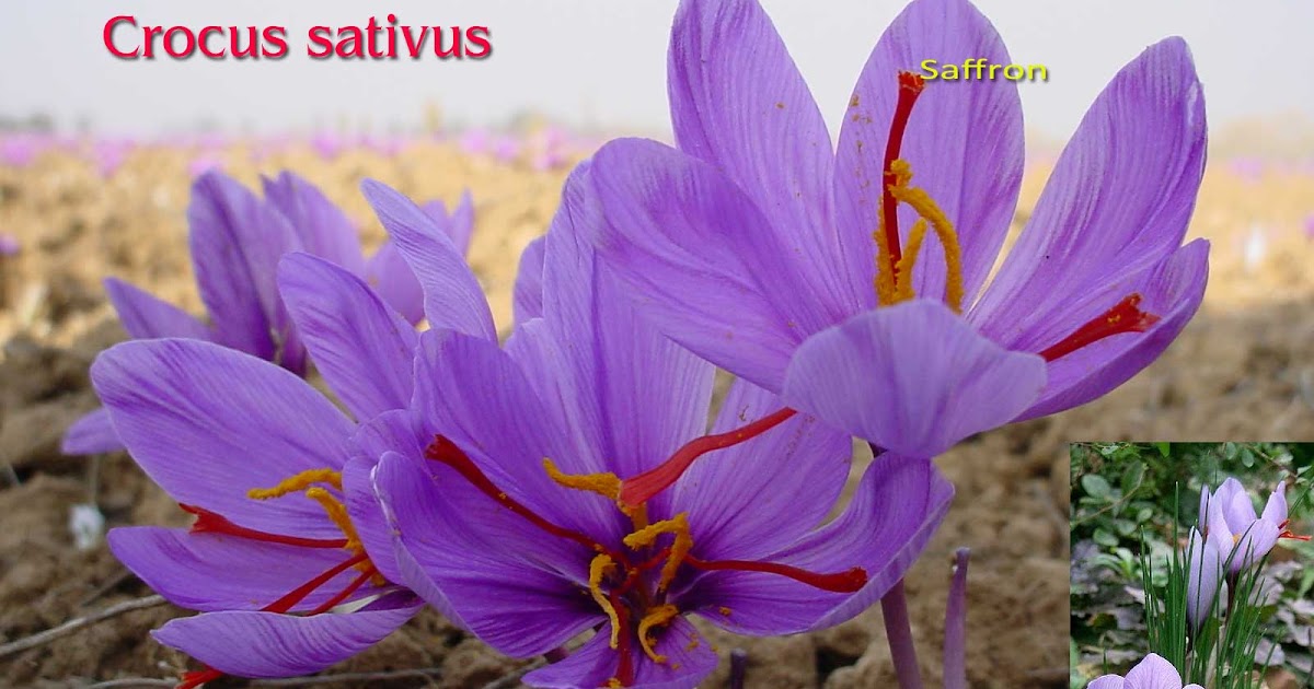 Medicinal Plants: Crocus sativus safran, kesar, Kumkuma puvvu with over ...