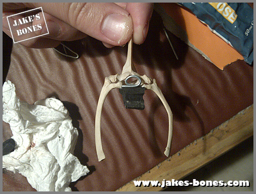 How to rearticulate a fox skeleton: part two : Jake's Bones