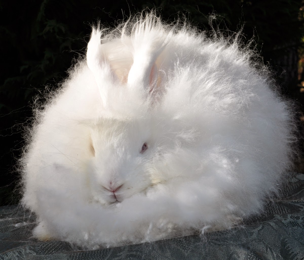 Woolie Creations Angora Rabbits