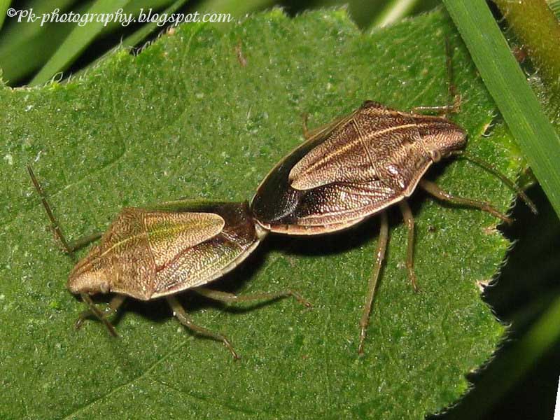 Bishops Mitre Shield Bug | Nature, Cultural, and Travel Photography Blog