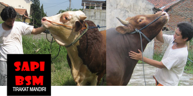 TIRAKAT MANDIRI: Mengenal Jenis dan Macam Sapi