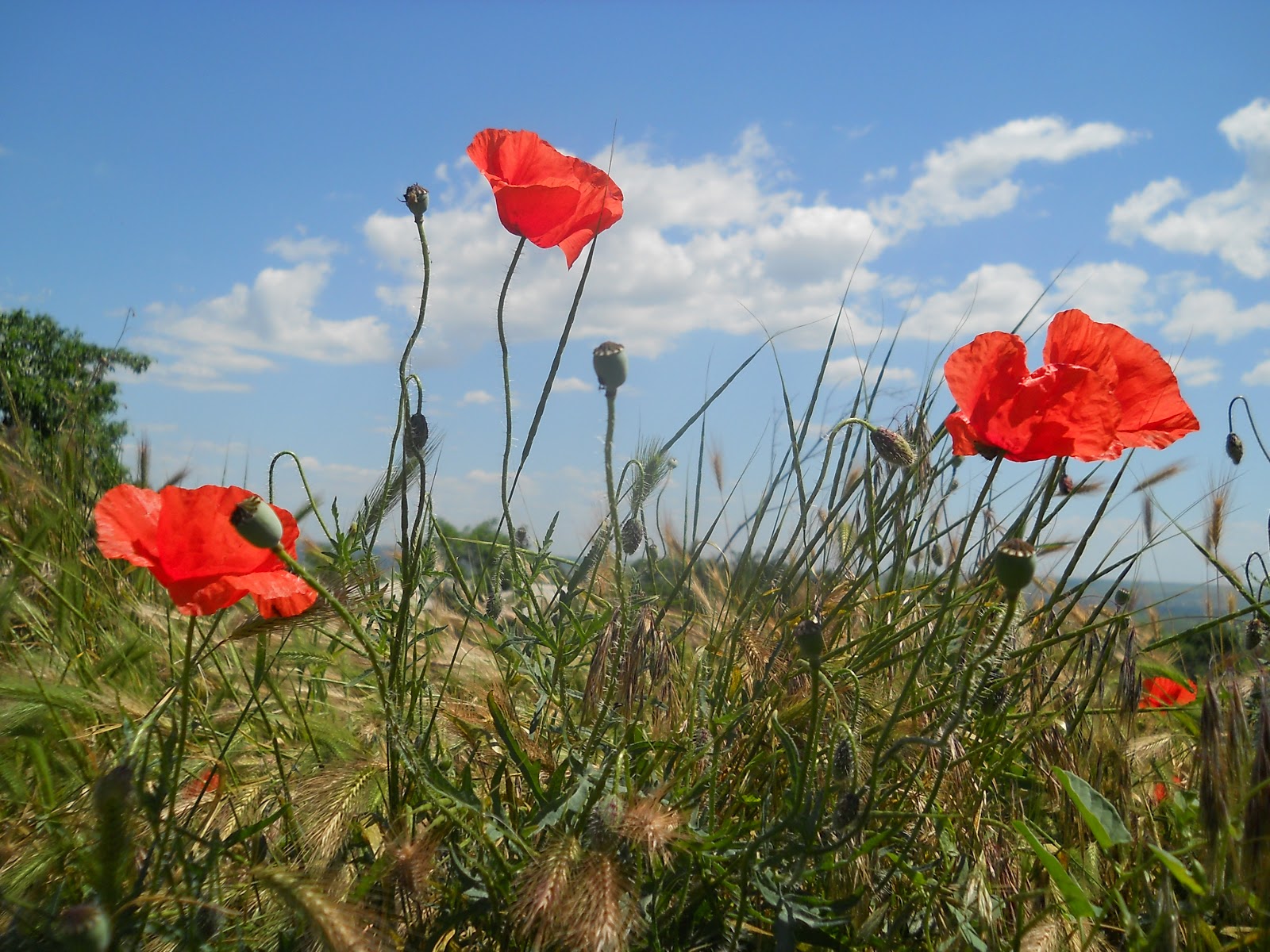 Vorbind în liniște: Flori de mac