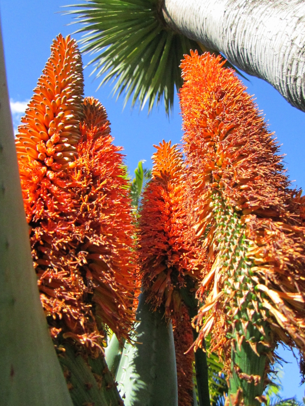 Trees Planet: Aloe ferox - Cape Aloe