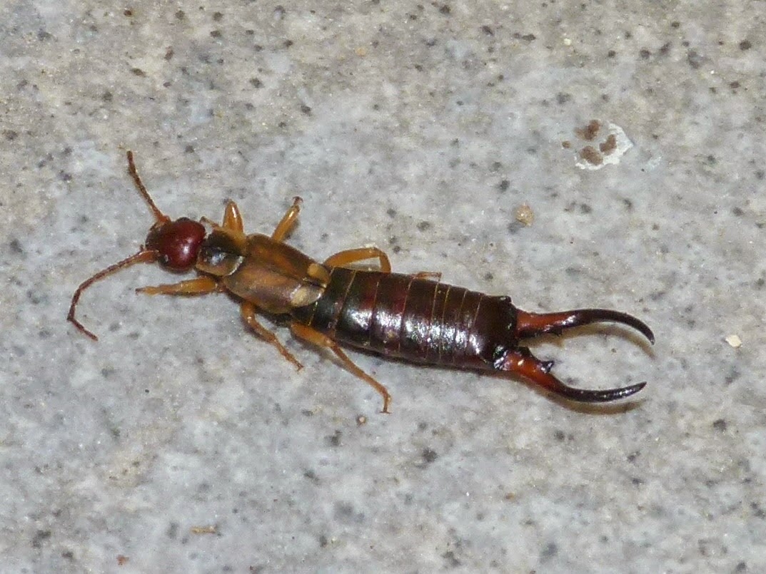 Faune Flore d'Ul: Perce-oreille