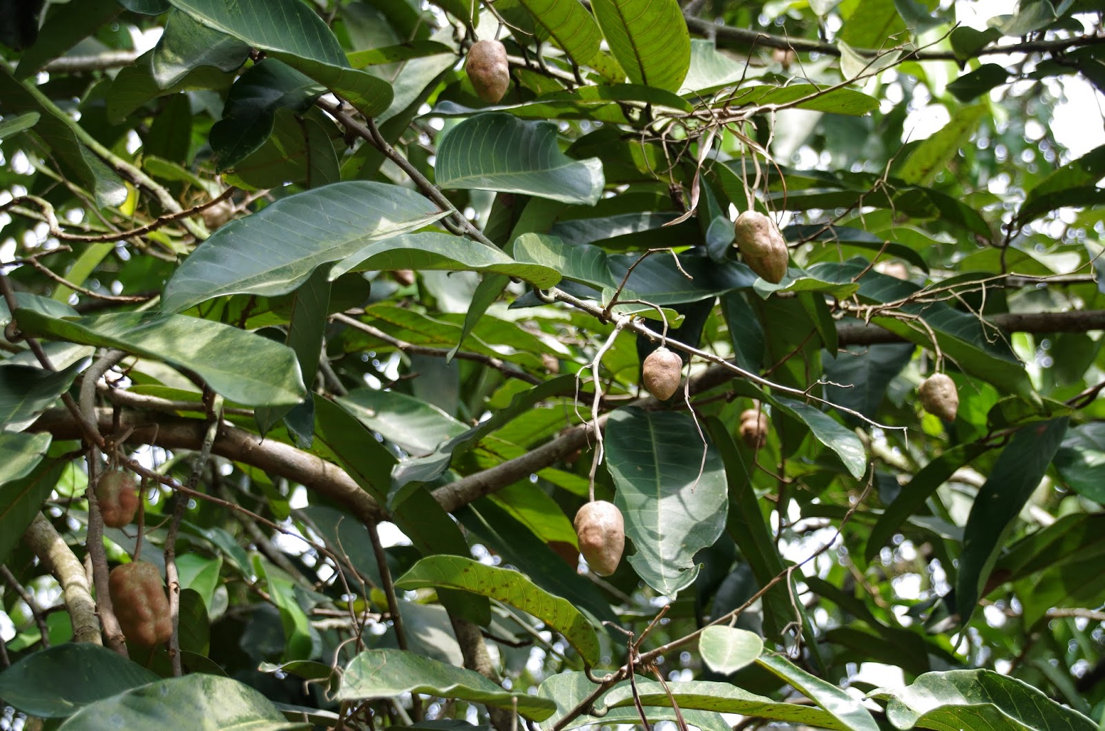 Trees and Plants: Resak Irian (Vatica Rassak)