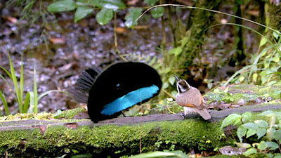 Most Terrifying & Amazing Creatures on Earth....: Superb Bird of ...