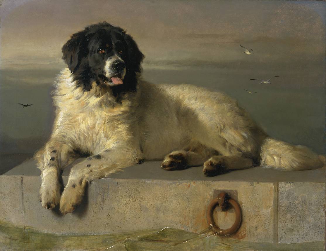 NUNCAJAMAS COCKER: BOASTWAIN, EL PERRO DE LORD BYRON