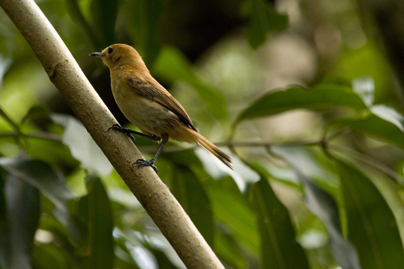 Birds Cook Islands: Birds Cook Islands