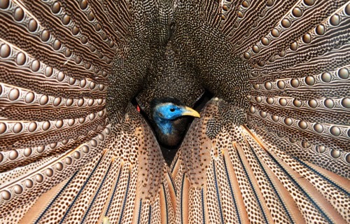 Flora dan Fauna Khas Sumatera Barat - THE COLOUR OF INDONESIA