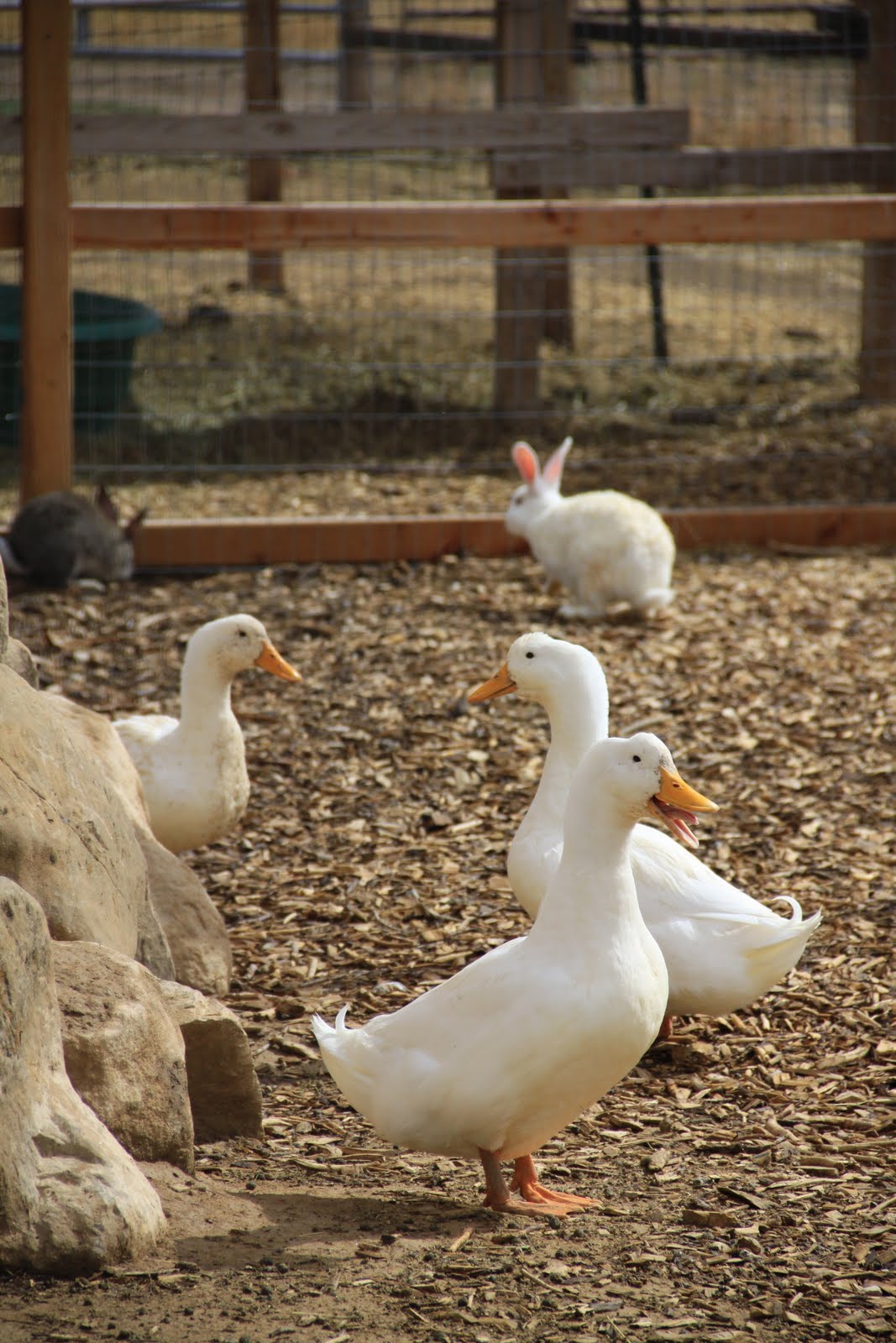 My Scenic Byway: Ducks and Bunnies and Chickens Oh My!