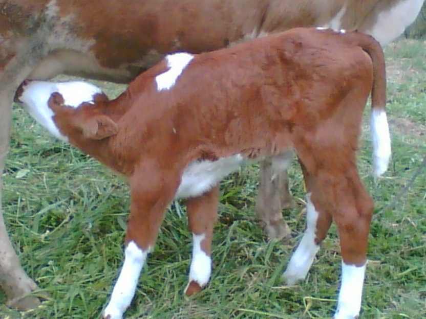 simmental berwarna putih polos