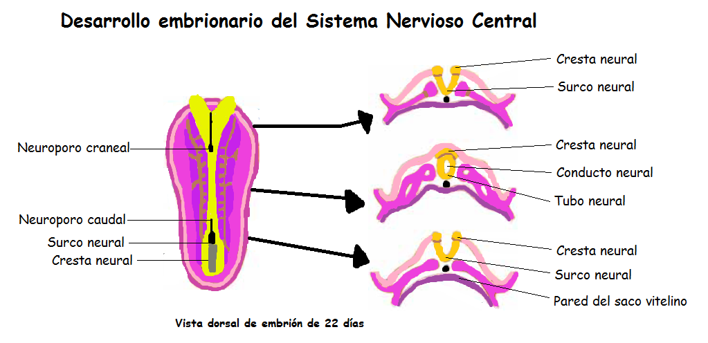 Fisiología Básica y Médica: Esquema "Desarrollo embrionario"