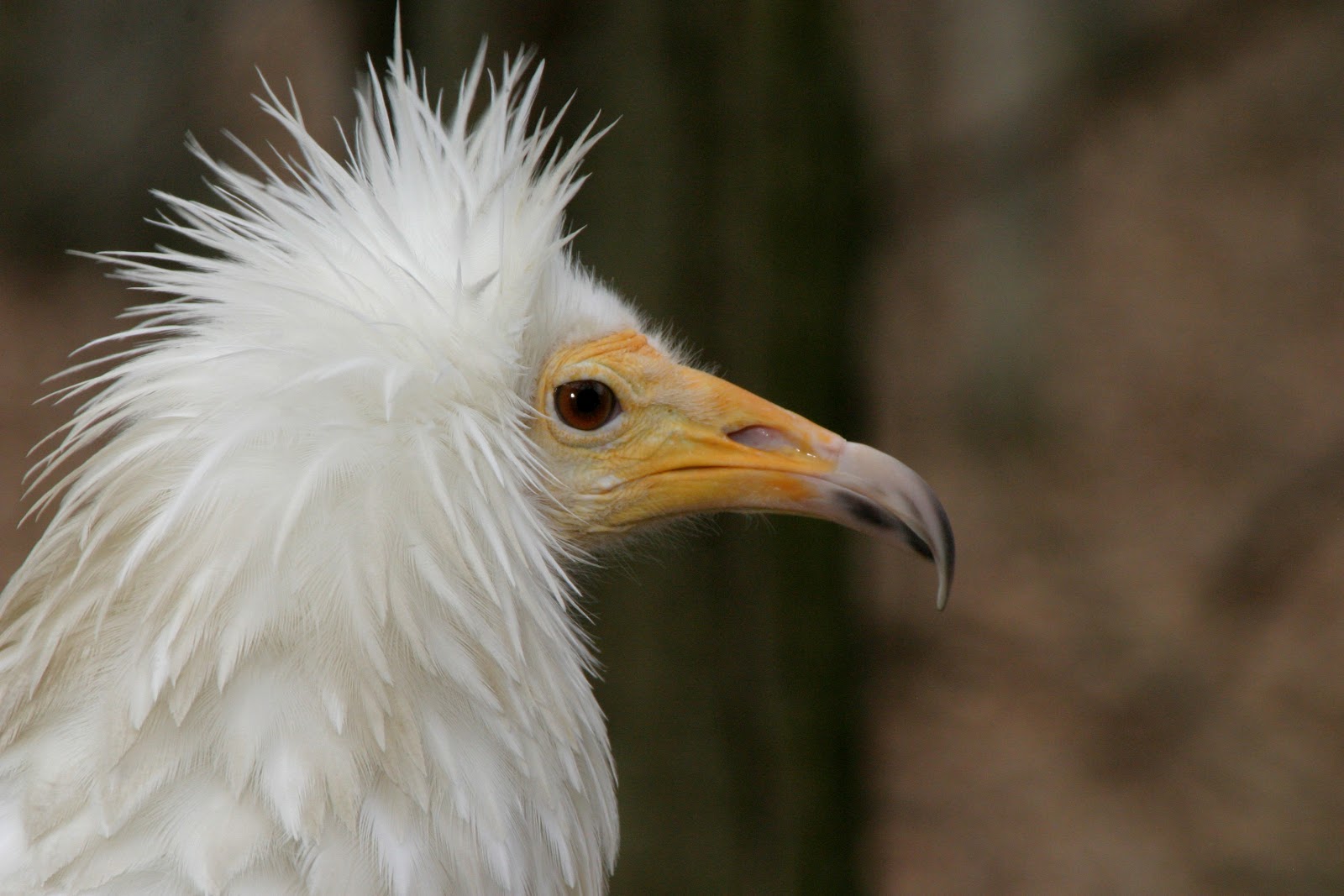 World Bird Sanctuary: Osiris – Not The God Of The Dead