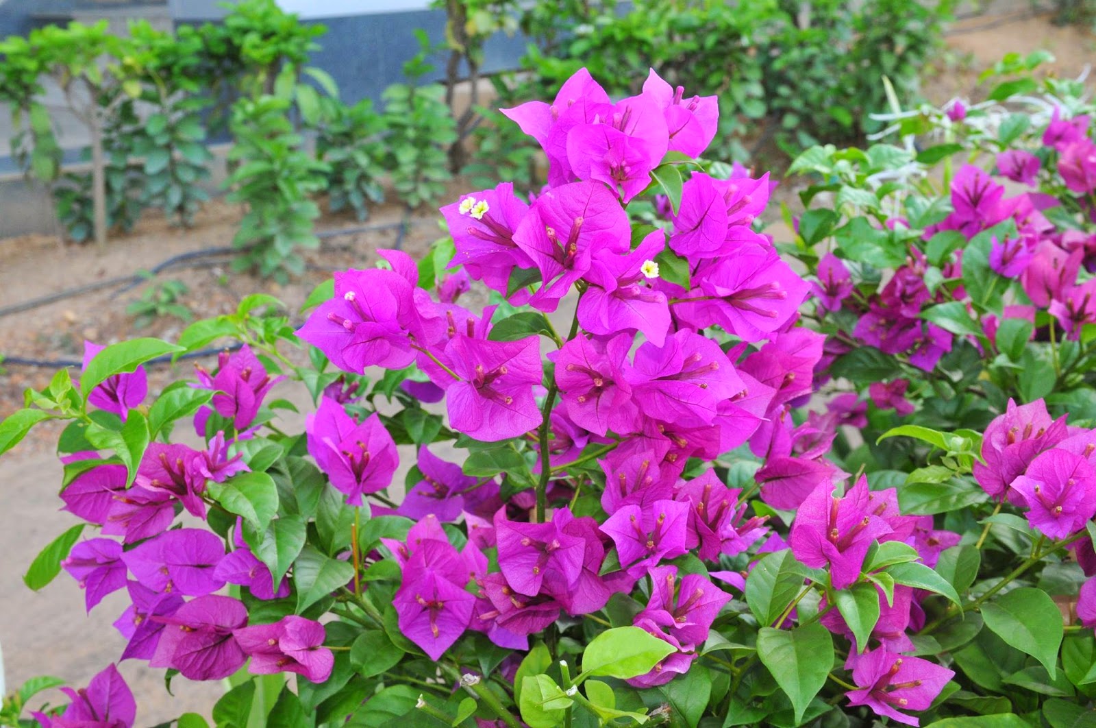 Berkebun Sebagai Hobi: BUNGA KERTAS - bouganvilla