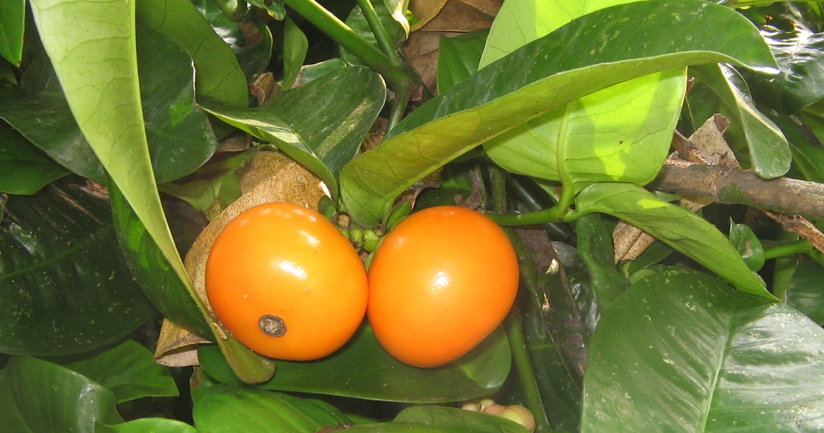 Tentang Laura Azura Zainal: Bila Teringat Kampung Raub