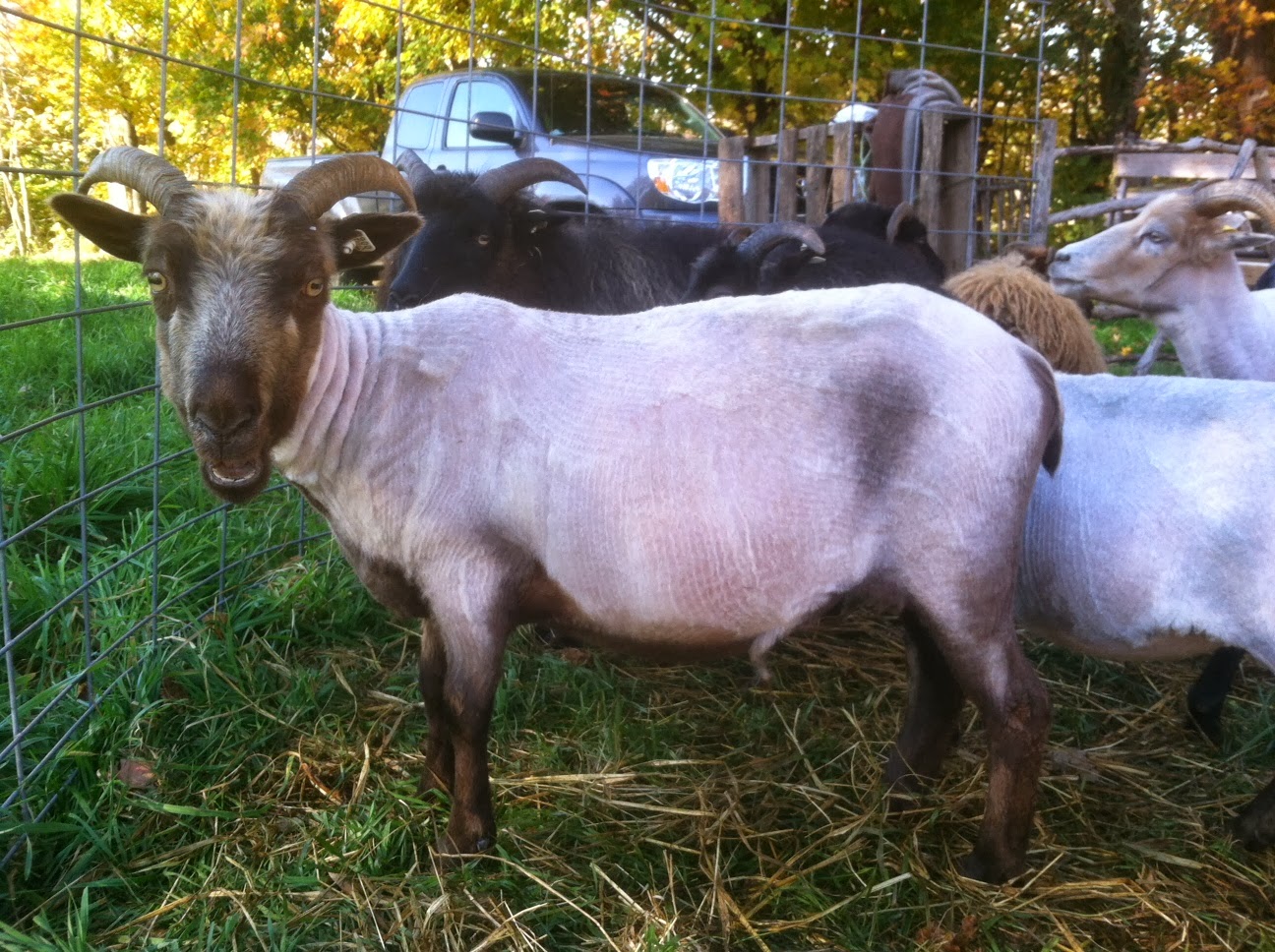 Stark Hollow Farm: Fall Shearing of the Icelandic Sheep