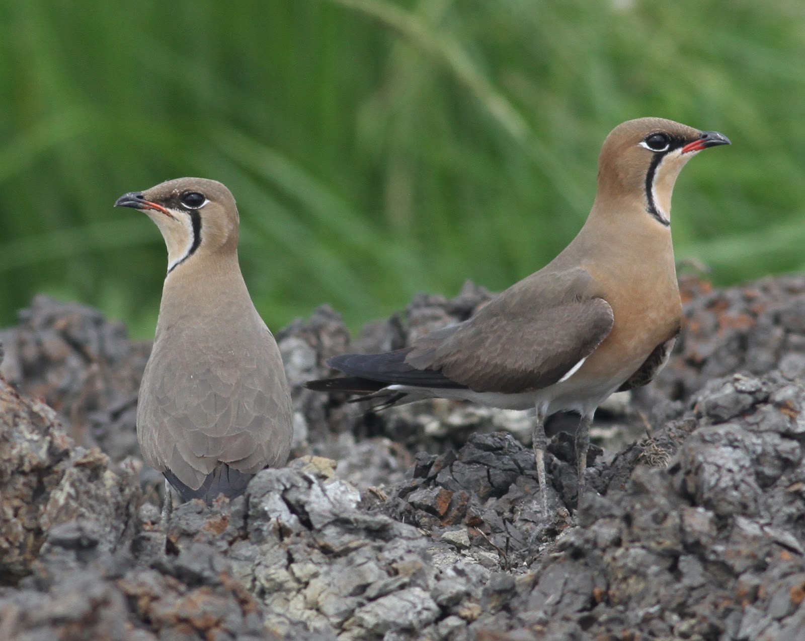 A Birder in The Philippines: Pulong Malapad Island and Candaba - 18th ...
