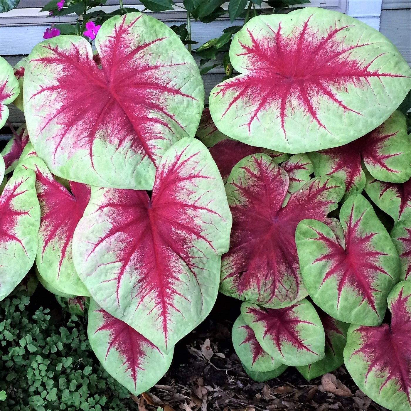 Caladium «caladio» - Id Plantae