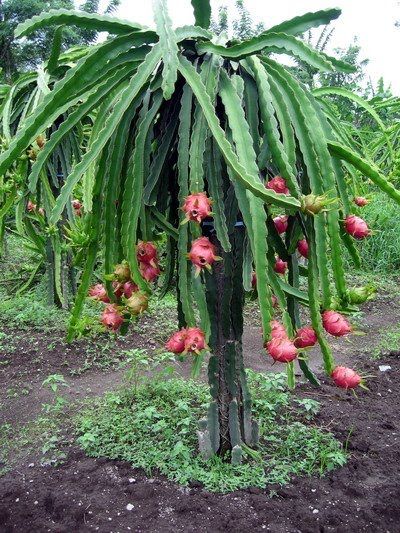 How to Grow Dragon Fruit, Growing Your Own Dragon Fruit - Everything ...