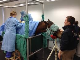 Horse Life and Love: All About ... Surgery