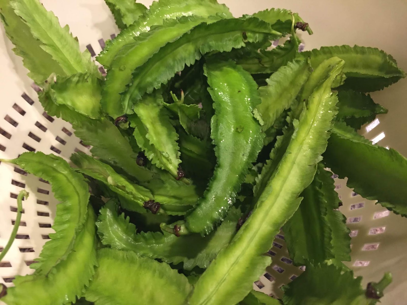 What Are Winged Beans? + A Delicious Winged Bean Stir-Fry Recipe!