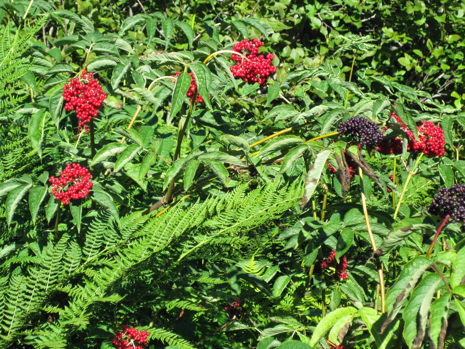 Wanderlust: Balu Pass: Glacier National Park