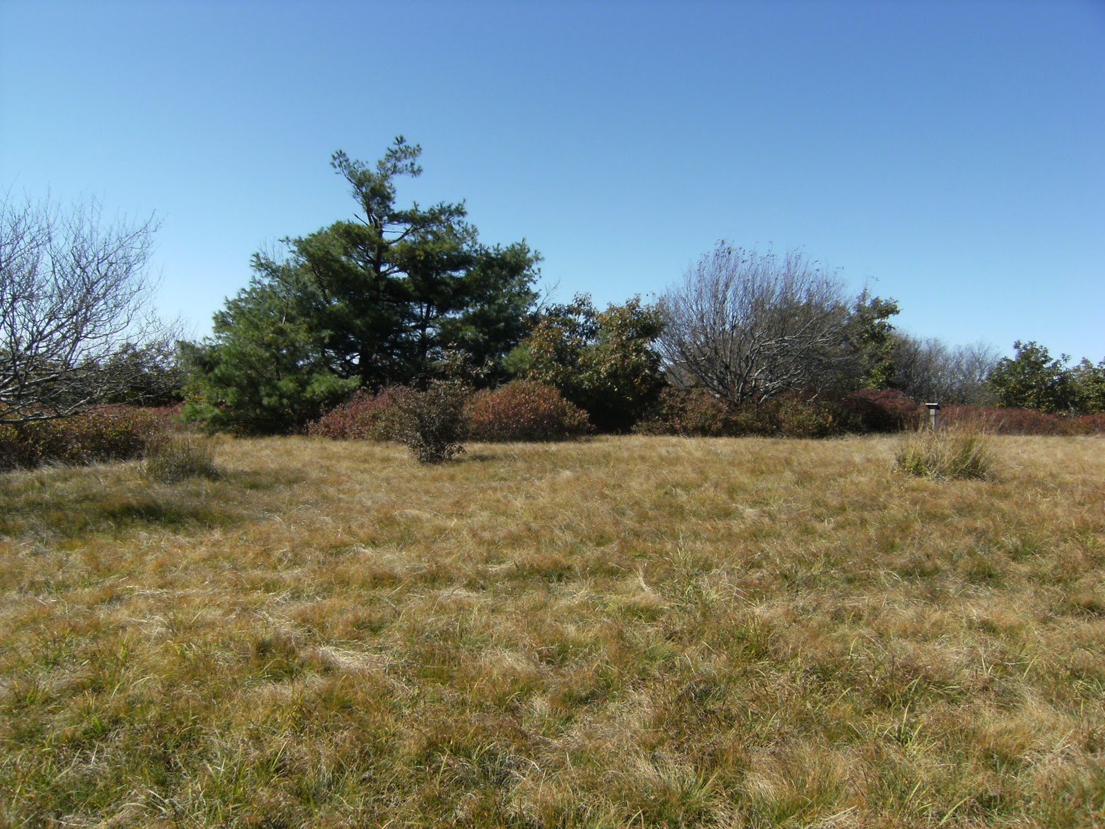 GSMNP - HIKER: Hike to Gregory Bald in the GSMNP