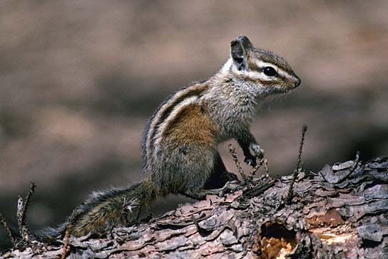 The Beauty Gray-collared Chipmunk