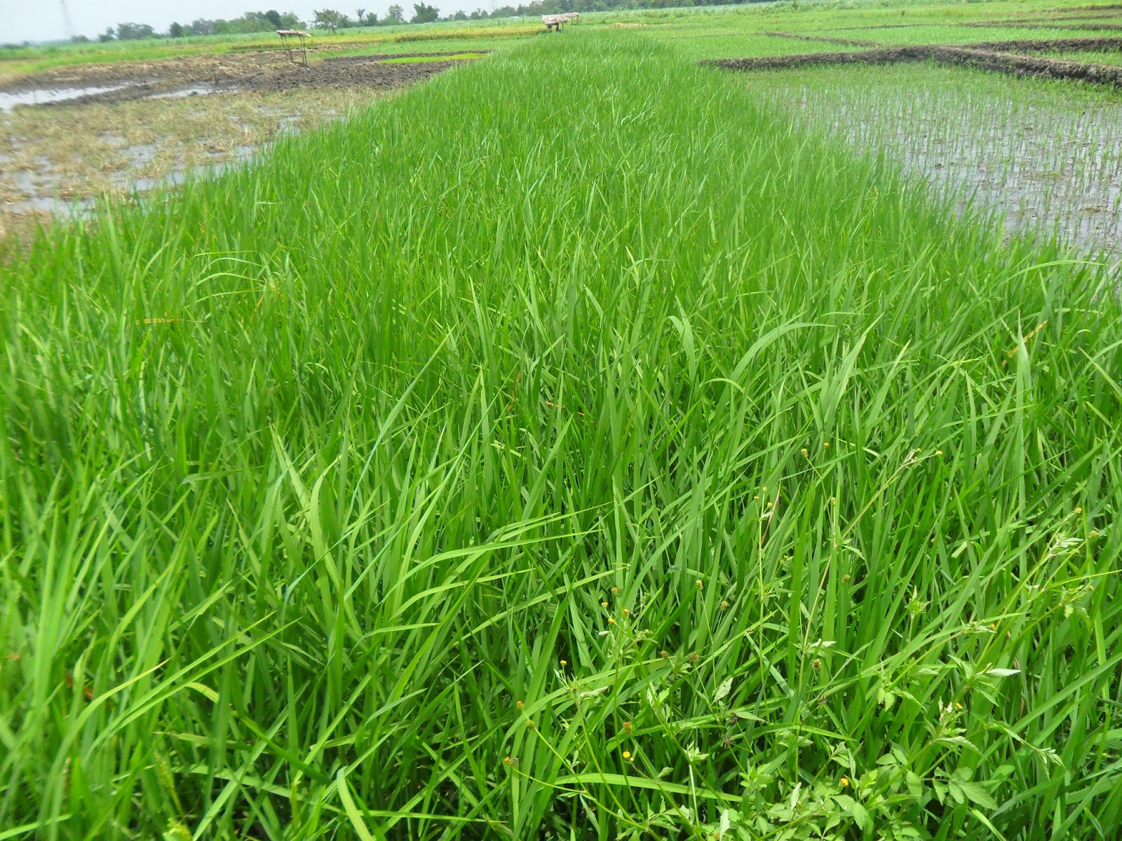 Banzi wa Moro: Tanzania imepania kuongeza uzalishaji wa mpunga