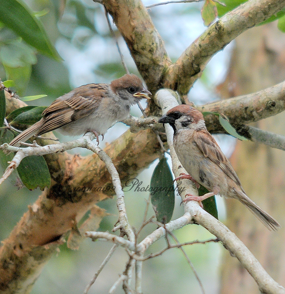 wanzai99 PHOTOGRAPHY: Burung Ciak Urasia