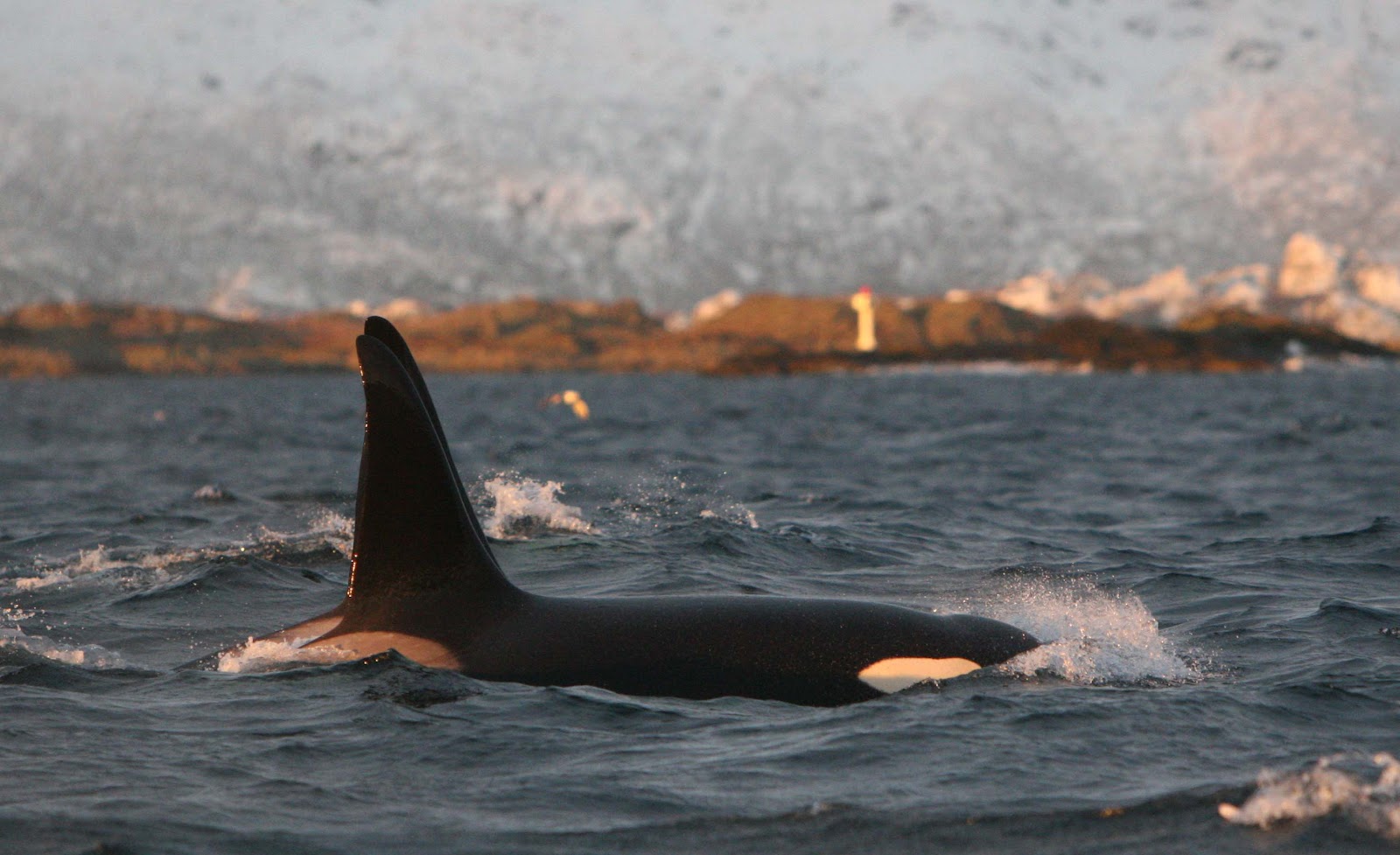 Orca Aware: Orcas of the World