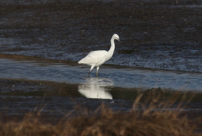 New England Coastal Birds: "Three Days of Winter Seabirding on Cape Cod ...