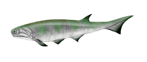 Cheirolepis - Alchetron, The Free Social Encyclopedia