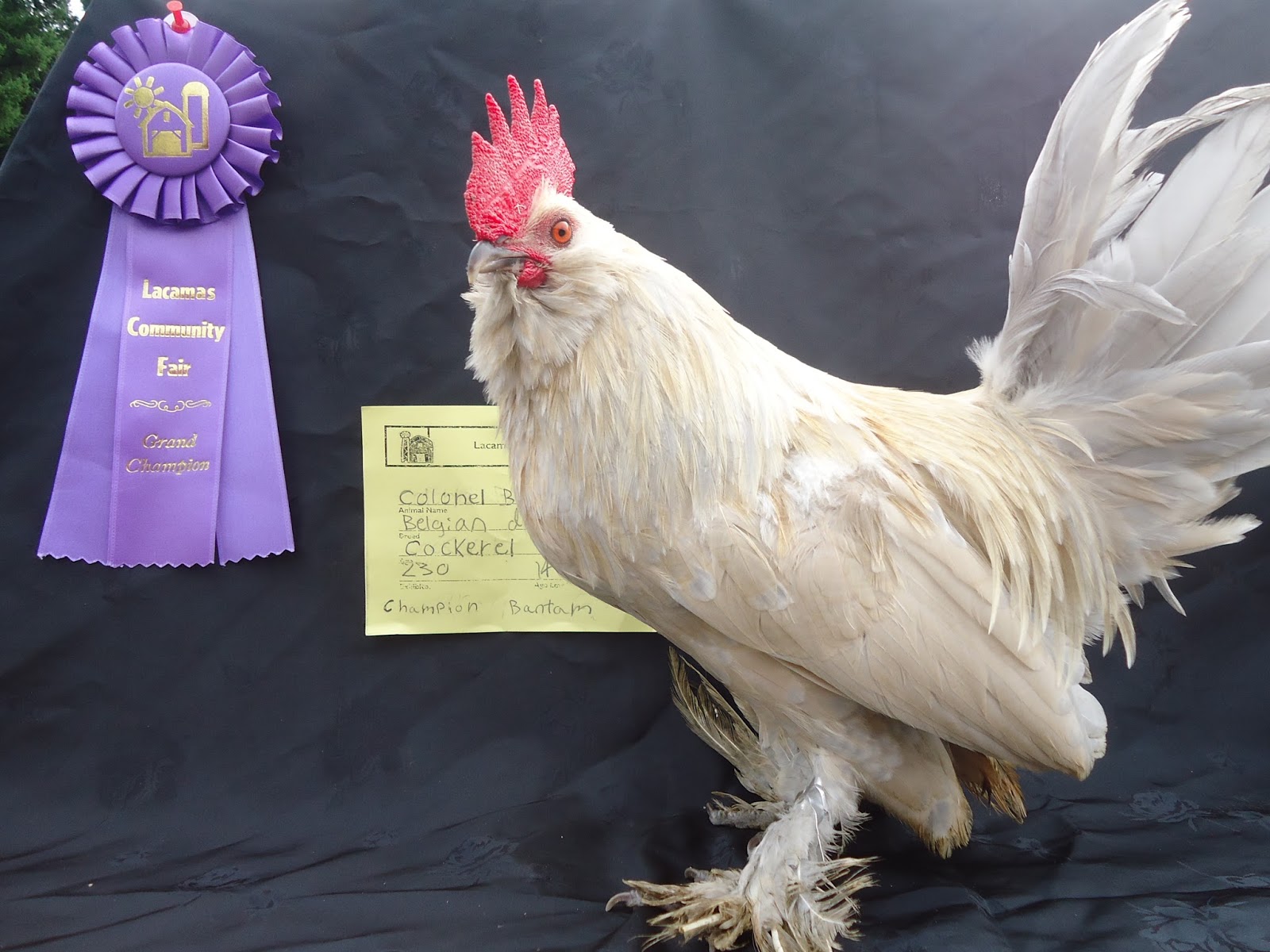 Just Chickens...: Porcelain D'Uccle Breeding program 2011 to 2014