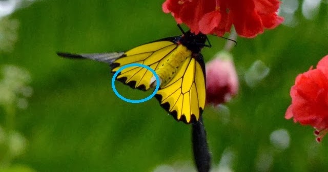 The Forested Path (and Beyond): BUTTERFLIES of RAUB: The Golden ...