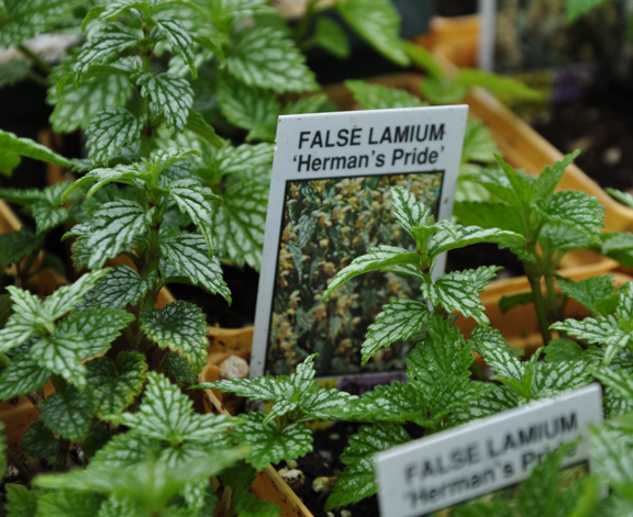Three Dogs in a Garden: Outsmarted by a Plant! (L is for Lamium)