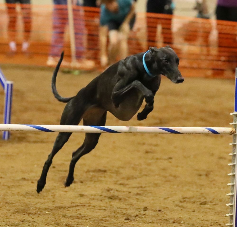 NEVER SAY NEVER GREYHOUNDS: Agility Eggs - Maddie