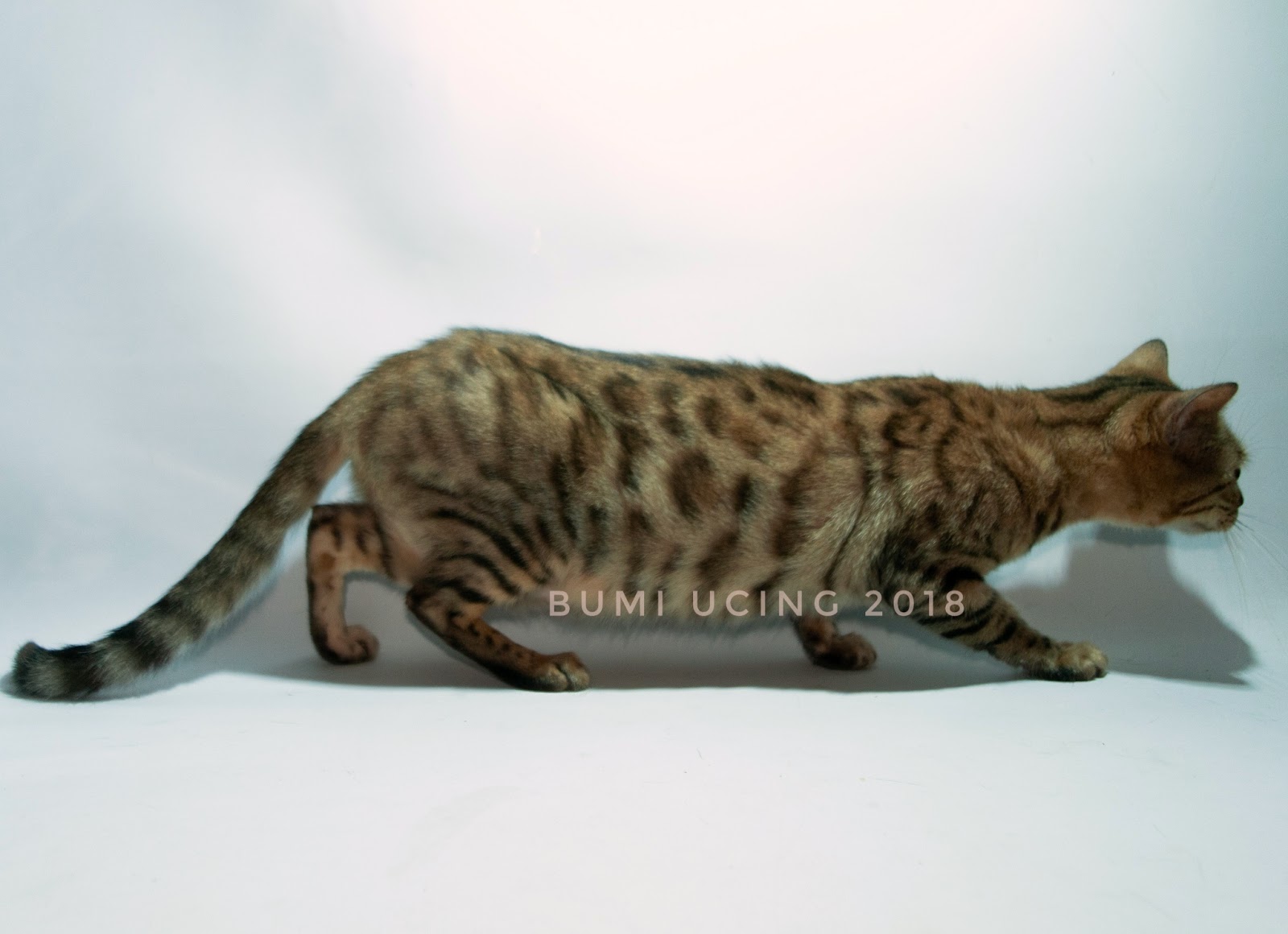 KUCING BENGAL INDONESIA: READY ADOPSI KUCING BENGAL