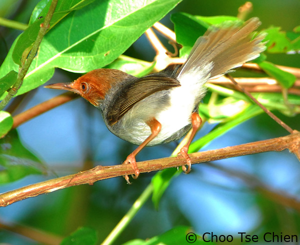 Mengenal Burung Prenjak