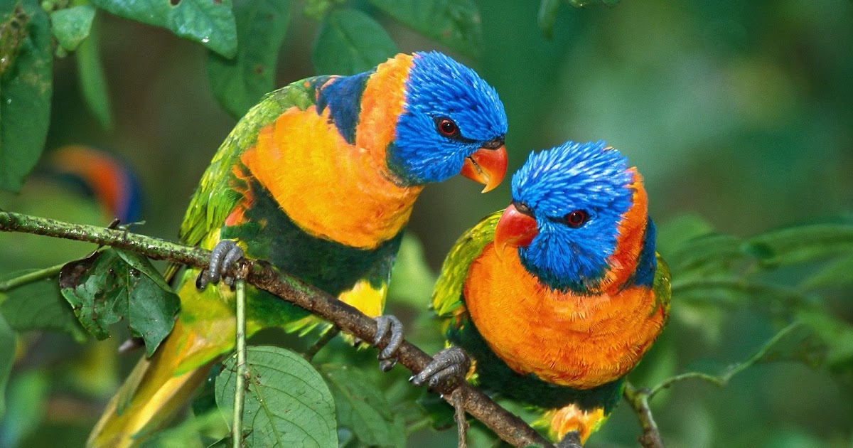 Caracteristicas De los Animales: Las Aves