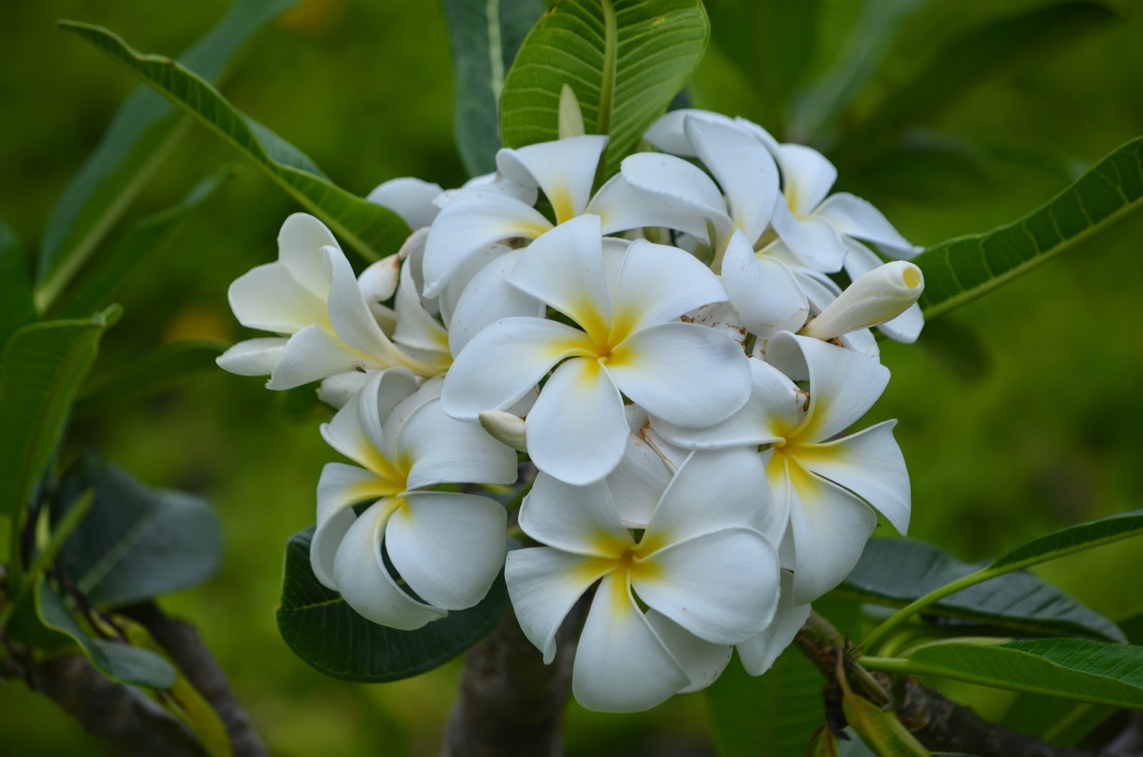 Tough is not enough: Kapalua, Maui, Hawaii