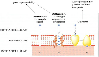 Medicinal Chemistry Basics (All you need to know): ABSORPTION: PASSIVE ...