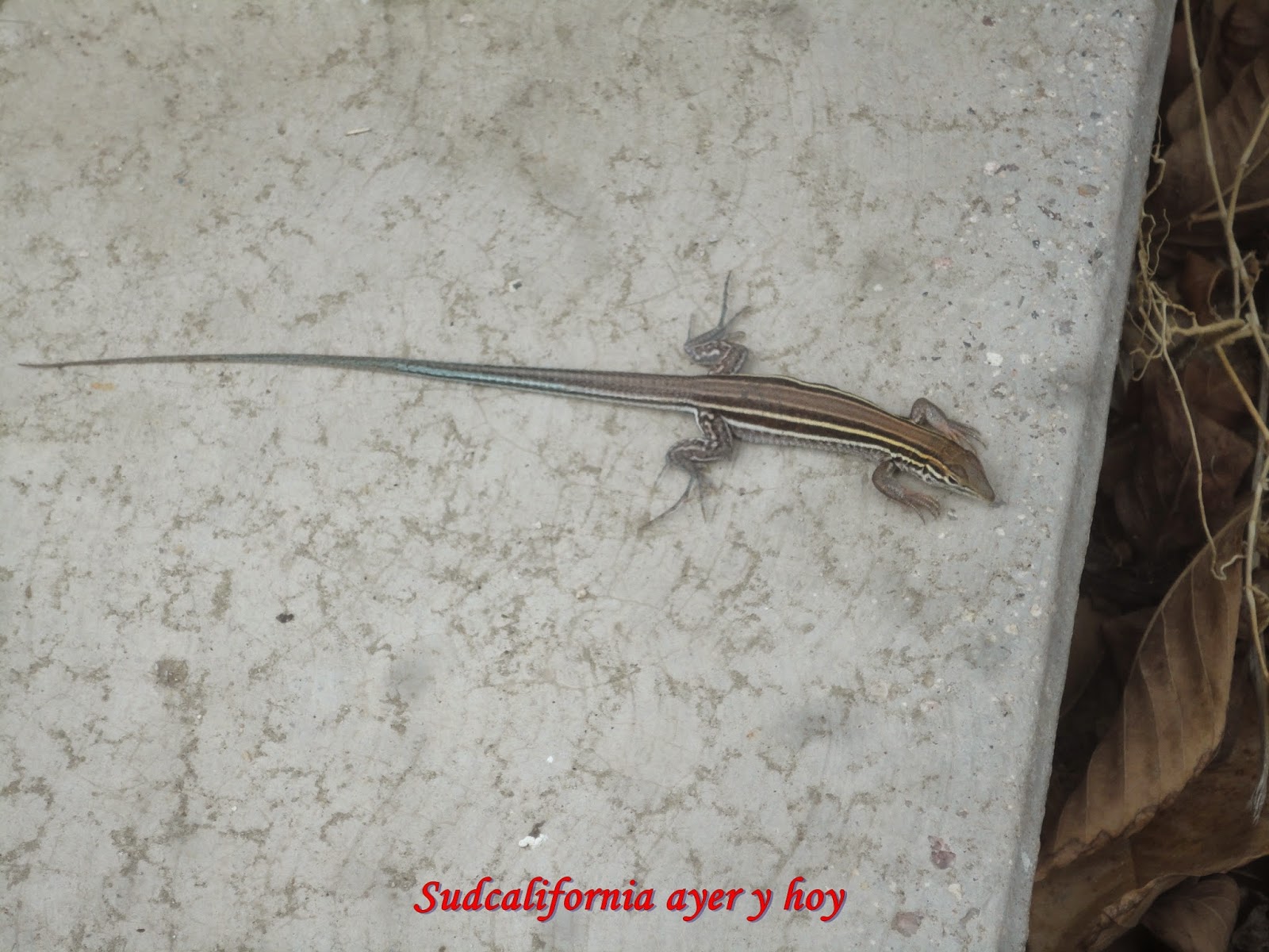 SUDCALIFORNIA DE AYER Y HOY: Fauna en Sudcalifornia.