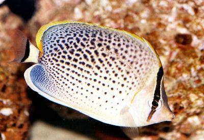 D' Ocean Aquarium: Ikan Kepe kepe (Butterfly Fish)
