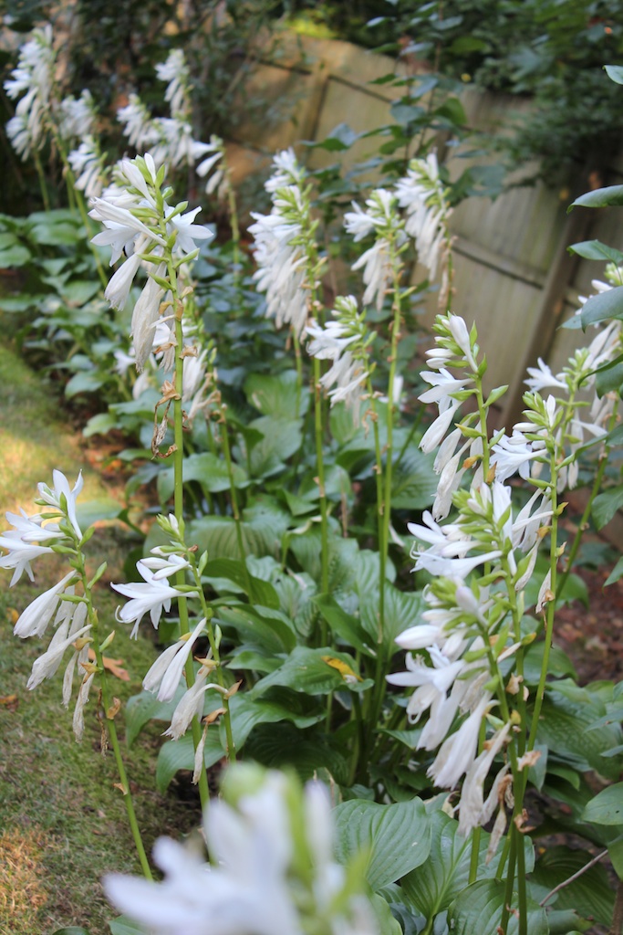Red House Garden: What's that smell? Fragrant Hostas?!