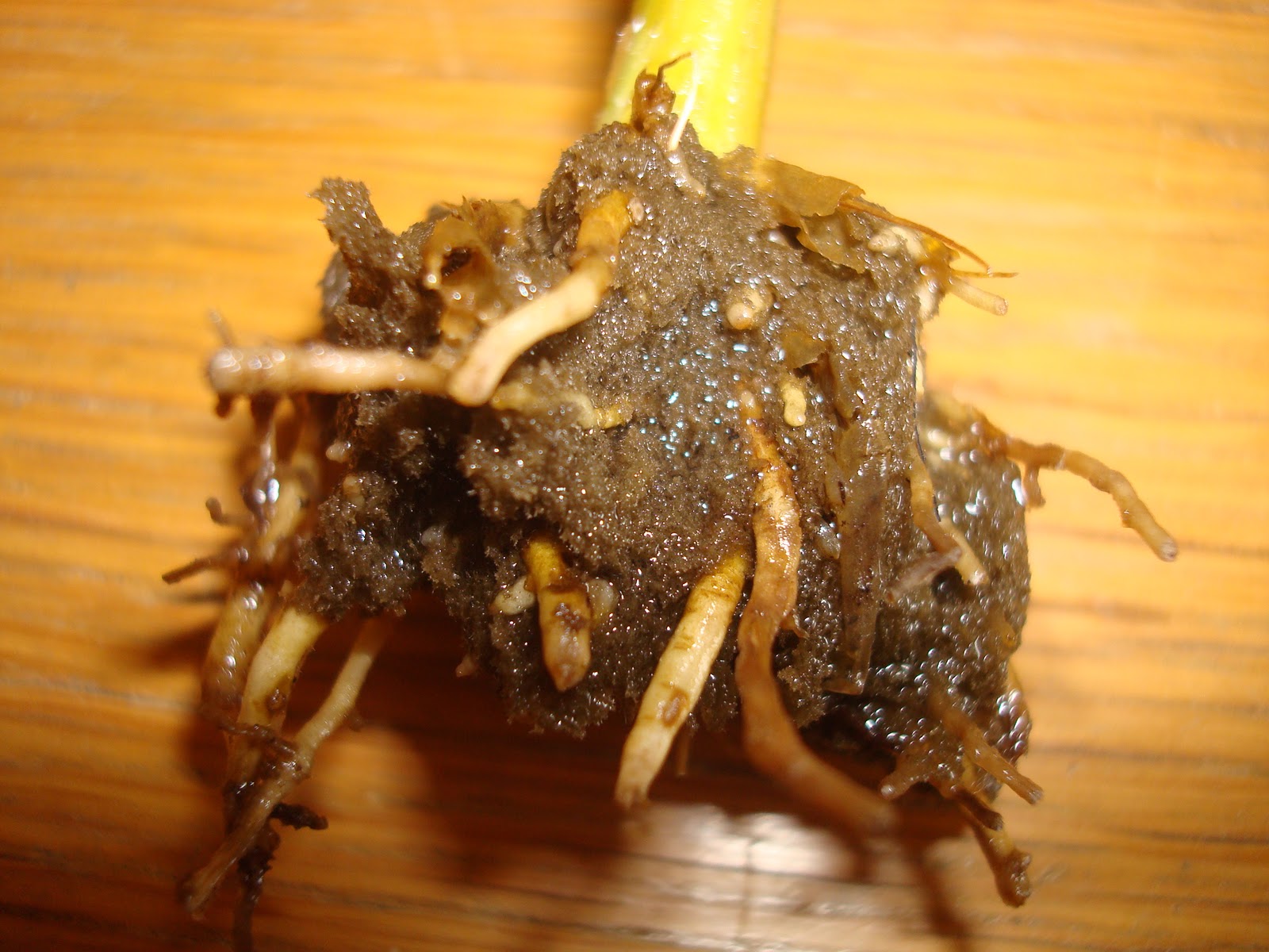 University of Illinois Plant Clinic: Greenhouse Poinsettias with ...