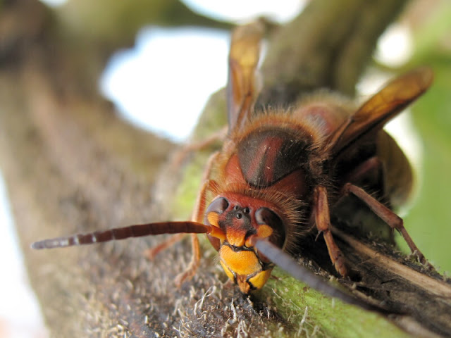 The Joyce Road Neighborhood: European Hornet