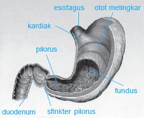Organ dan Alat Saluran Sistem Pencernaan Makanan Pada Manusia Lengkap ...